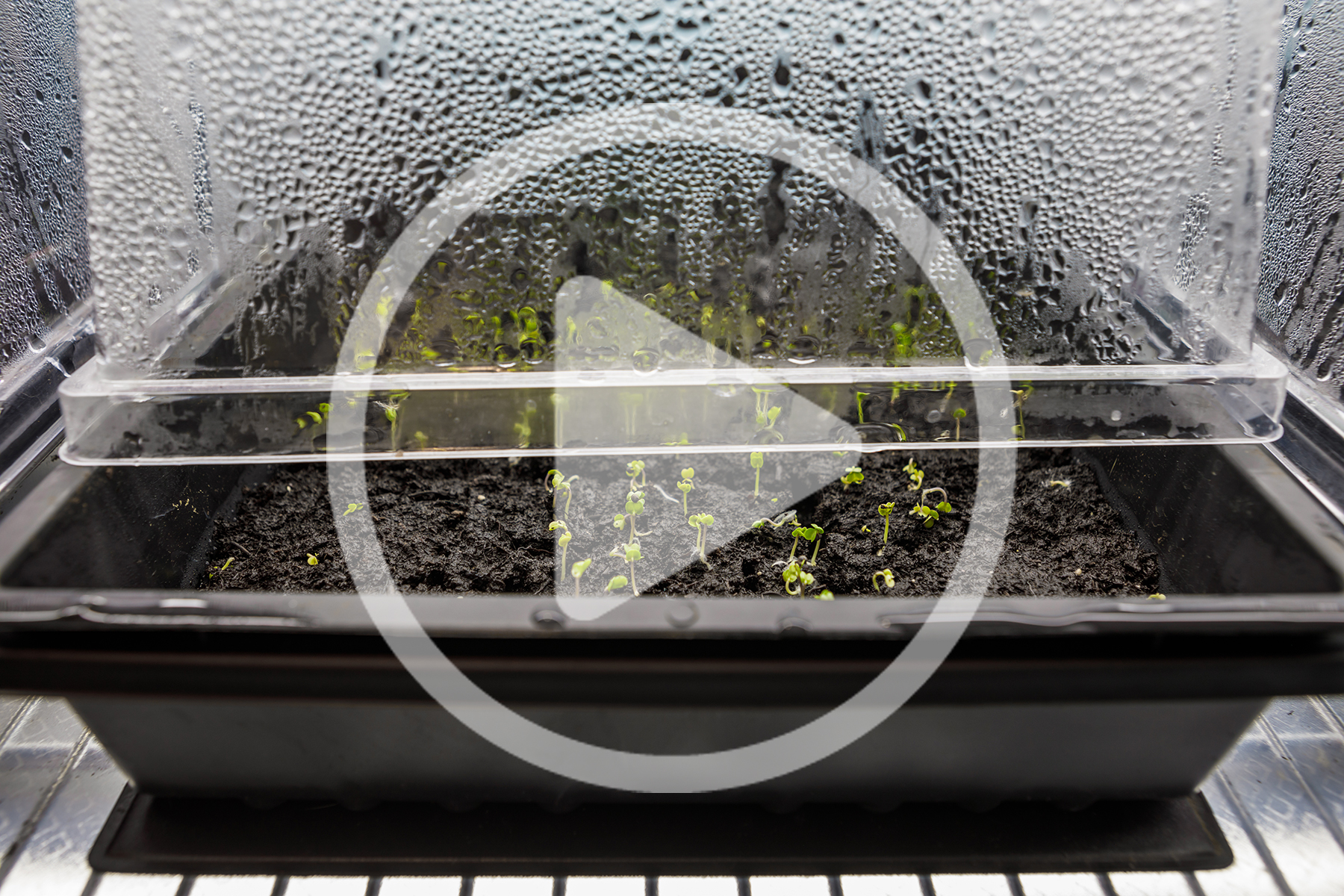 Indy Officinalis on Starting Seeds Indoors with Grow Lights – Mother ...